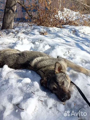 Идеальная собака