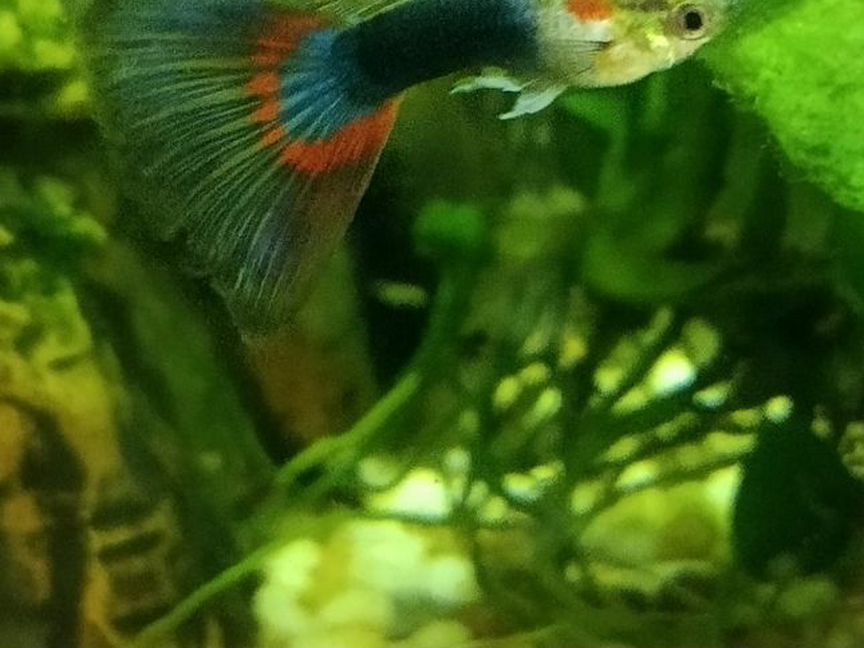 Аквариумные рыбки гуппи