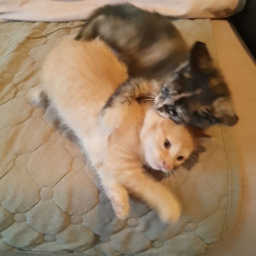 Кошки в добрые руки бесплатно