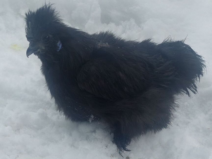 Куры,яйцо инкубационное