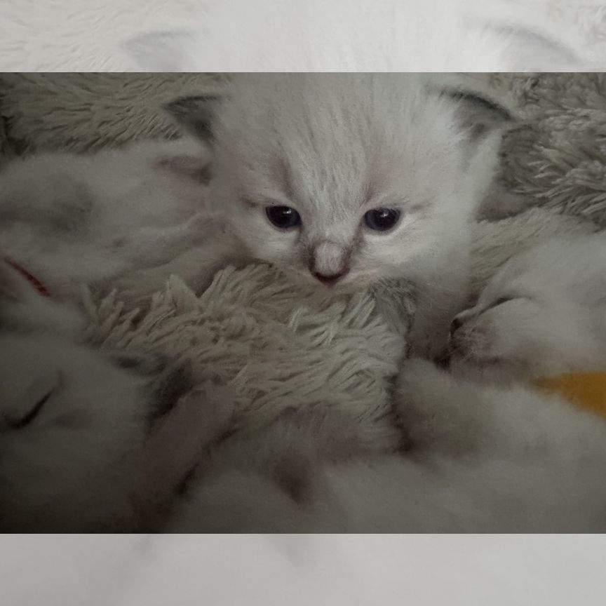Невский маскарадный котёнок