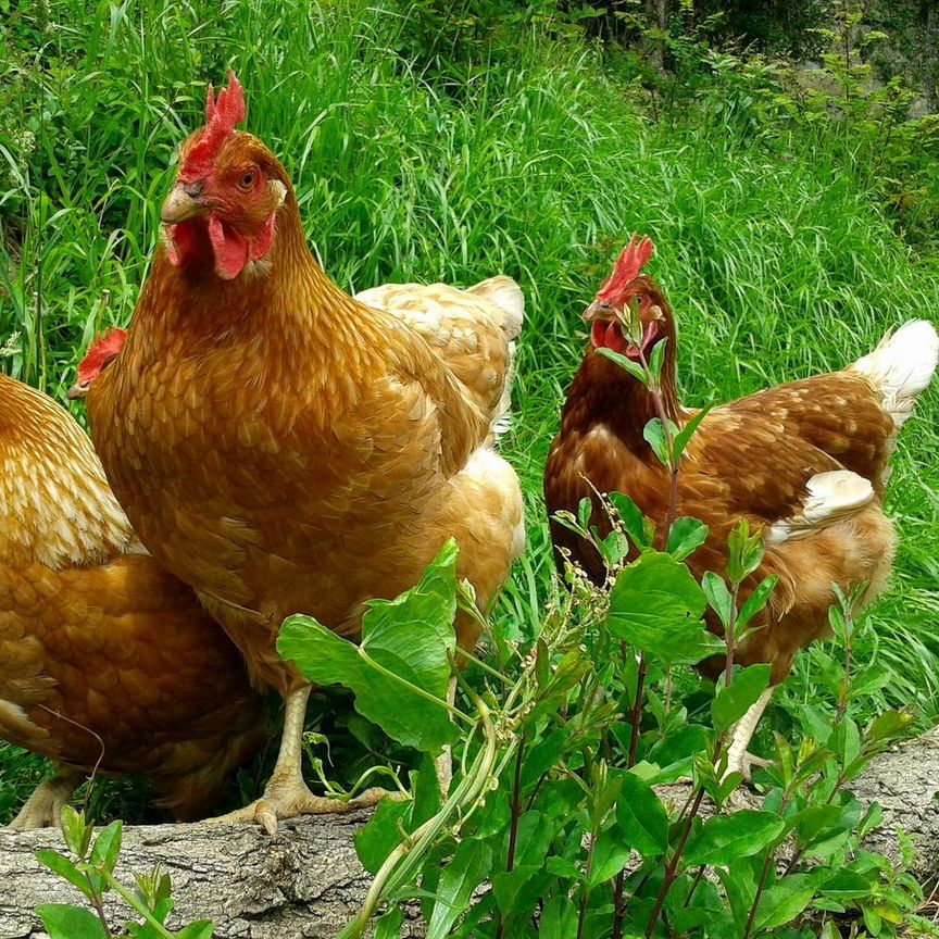 Курочки высокой яйценоскости с доставкой