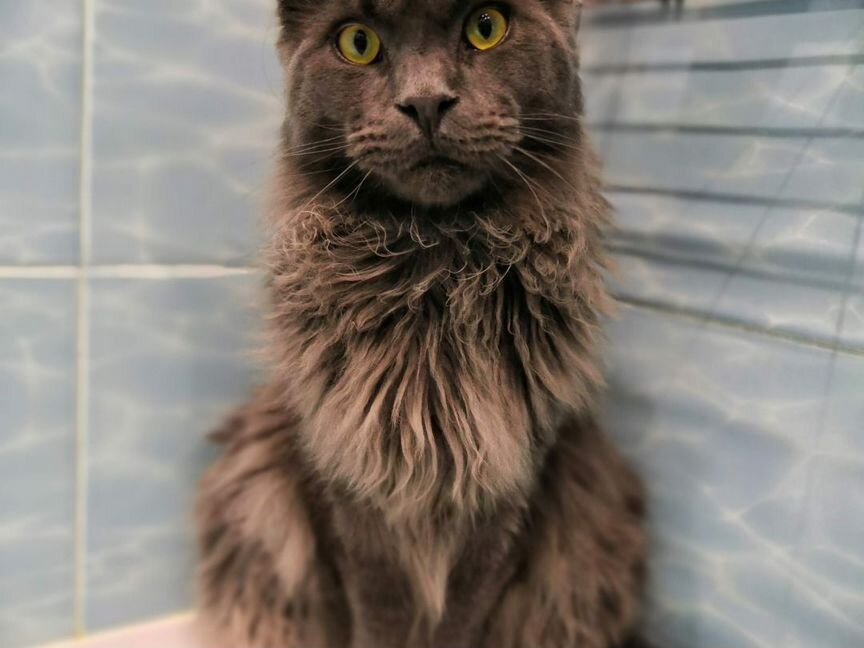 Отдам в добрые руки кота Мэйн Куна