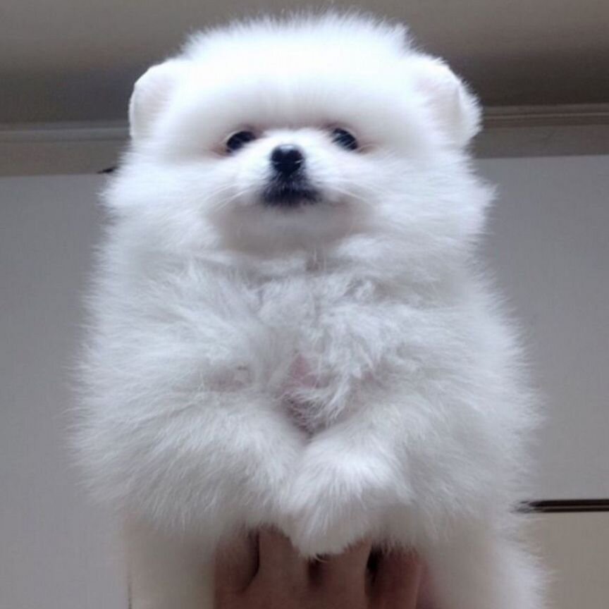 Померанский шпиц, щенок