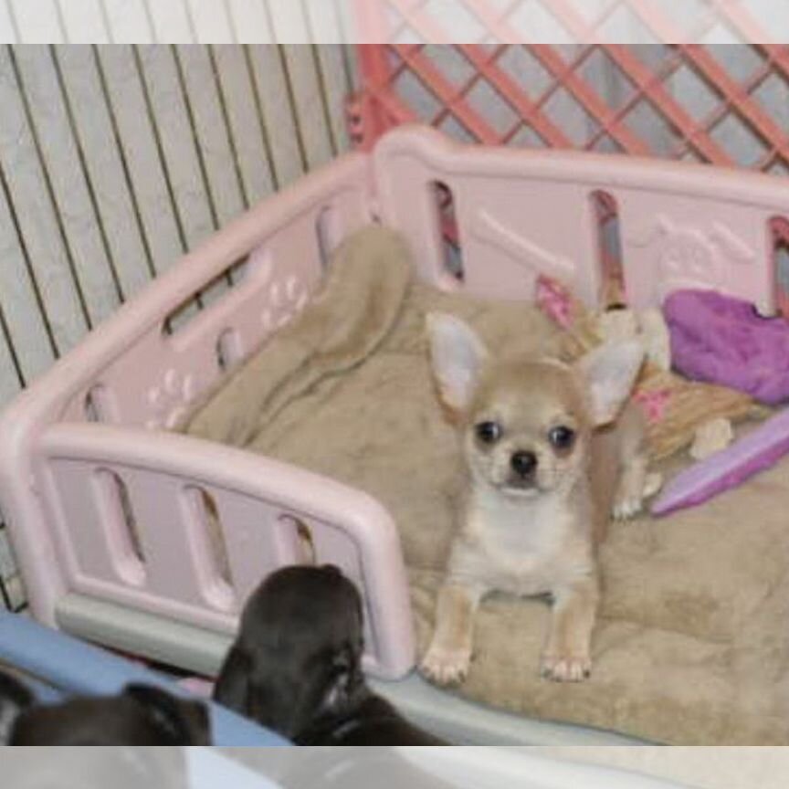 Голубо палевый мальчик