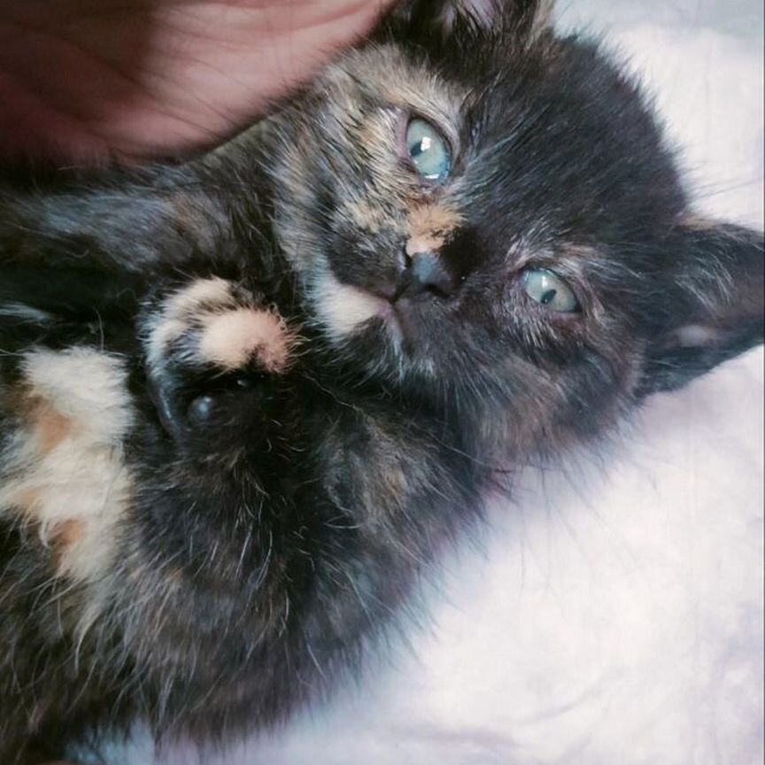 Котёнок девочка 1   мес