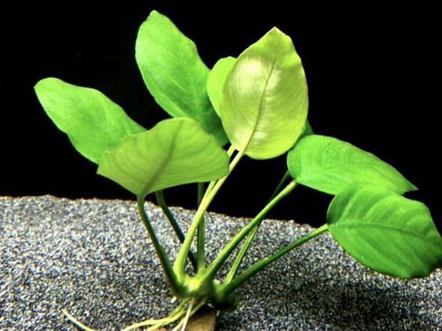 Анубиас бартера