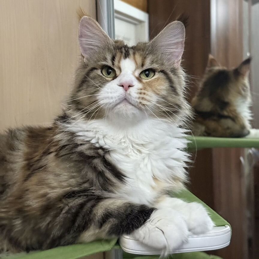 Мейн-кун, взрослая кошка