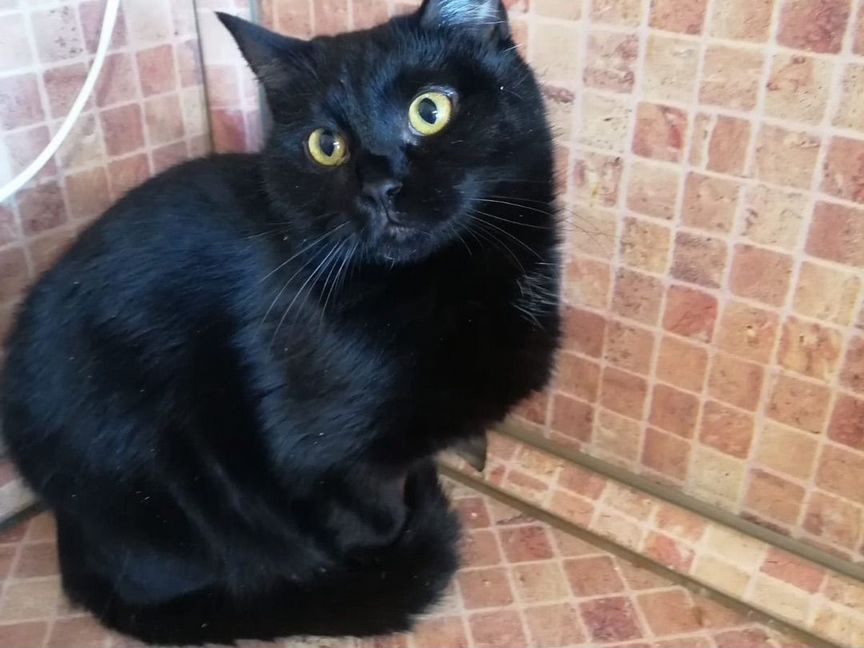 Кошечка Карамелька