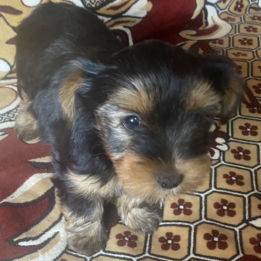 Йоркширский терьер, щенок