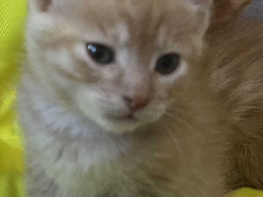 Котята отдам бесплатно