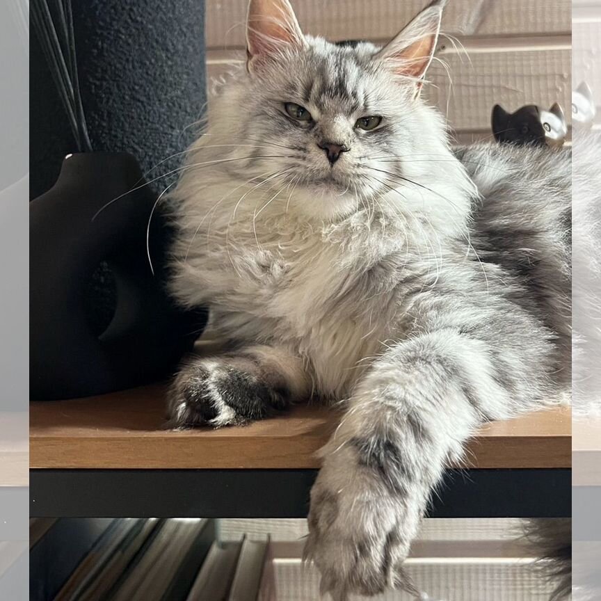 Мейн-кун котёнок