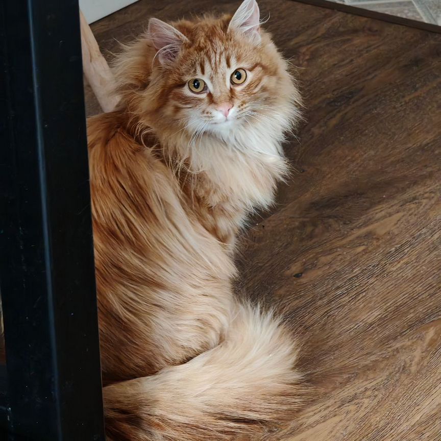 Молодой котик