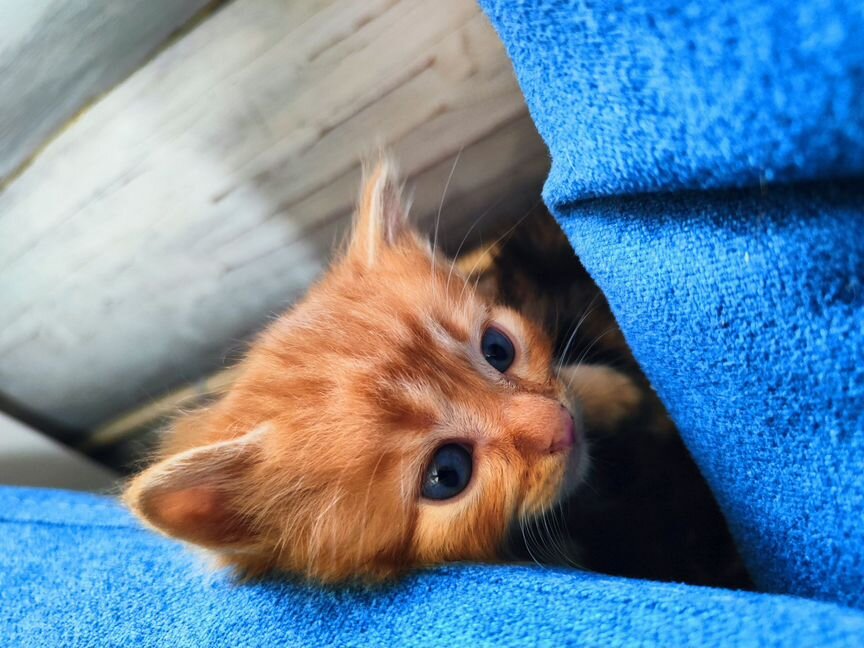 Рыжие мальчики котята от анатолийской кошки