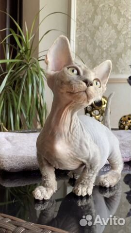 Мальчик бамбино, голубой табби