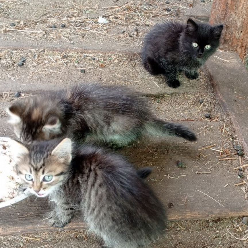 Котята в добрые руки бесплатно мальчики и девочка