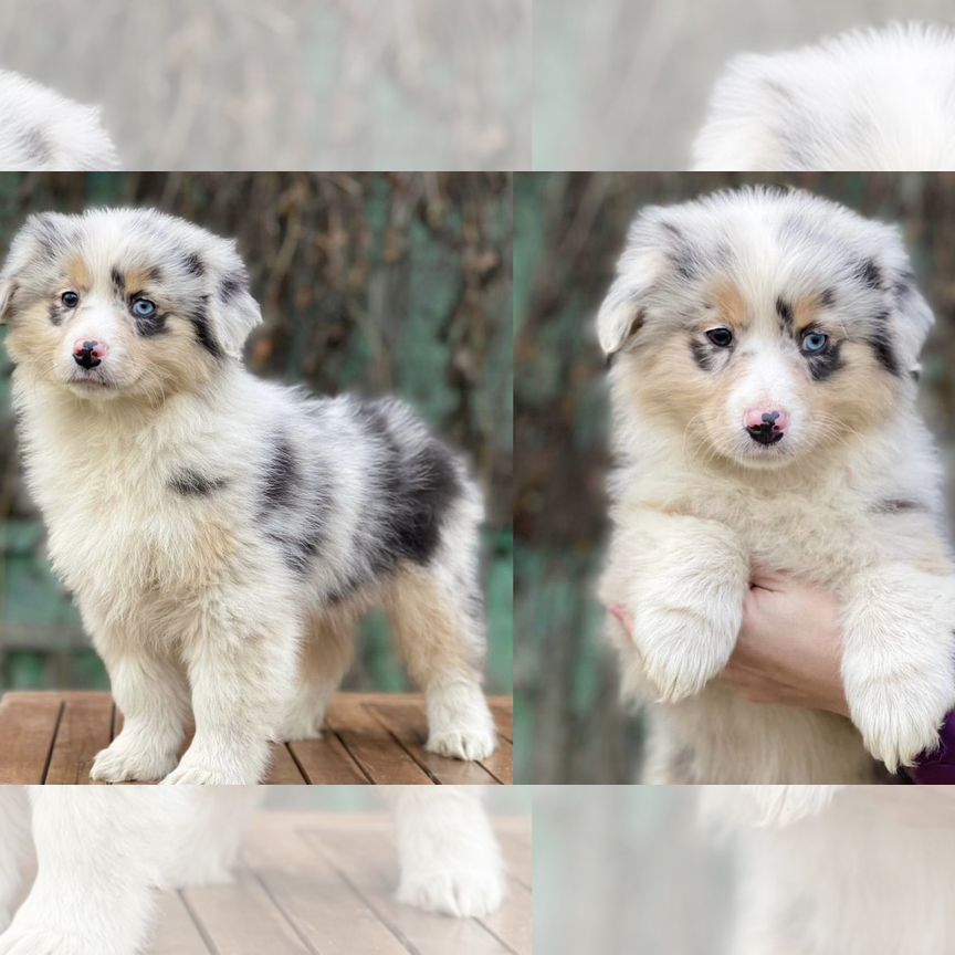 Миниатюрная американская овчарка, щенок