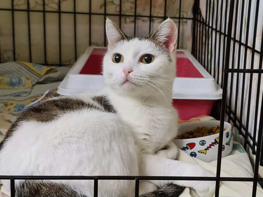 Молоденькая ласковая Кошечка