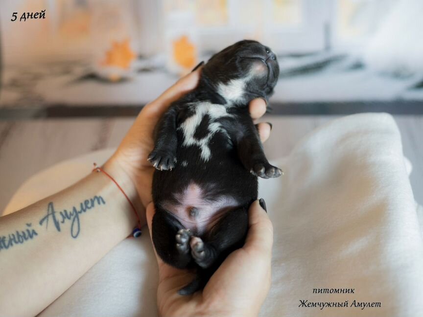 Щенки. Стаффордширский бультерьер