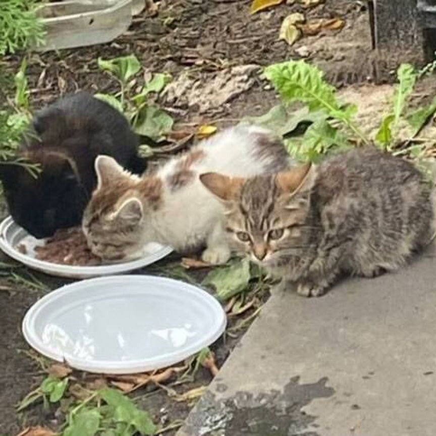 Офисные котята