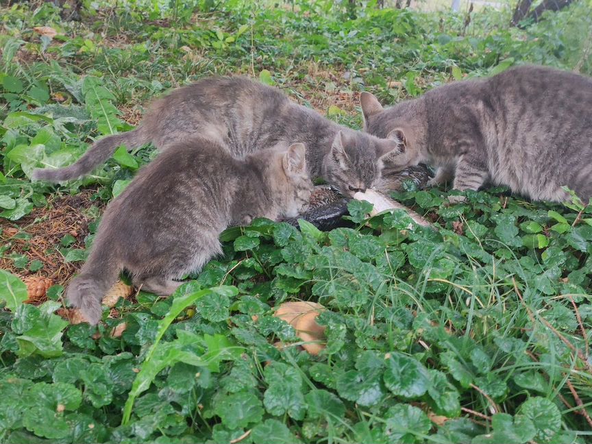 Котята в добрые руки