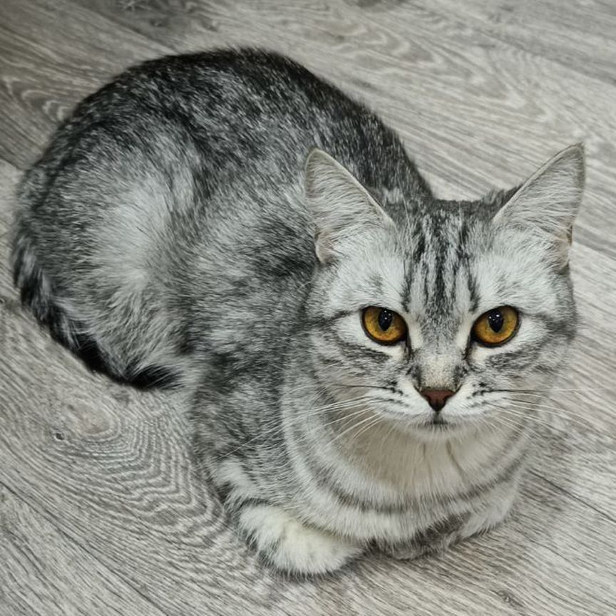 Шотландская прямоухая короткошёрстная, взрослая кошка