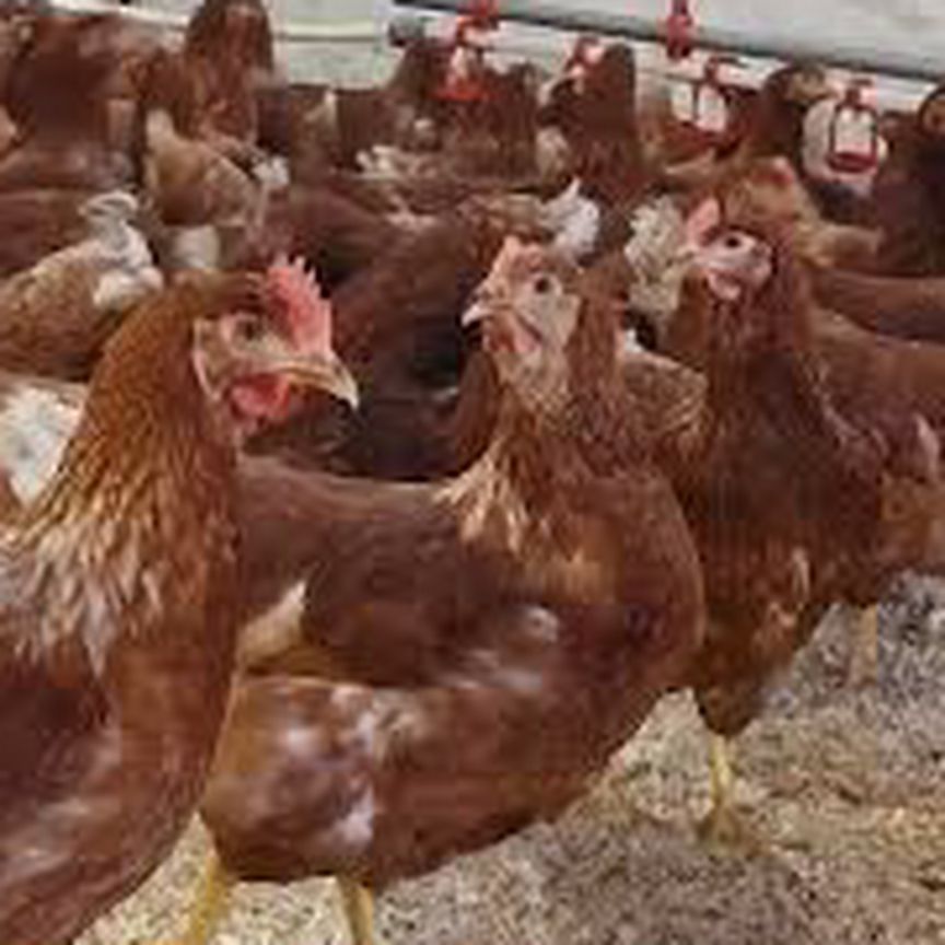 Куры несушки