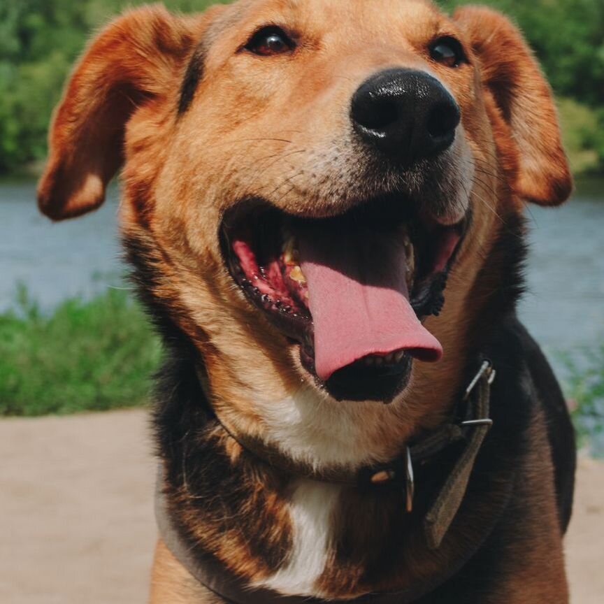 Взрослый пёс в добрые руки