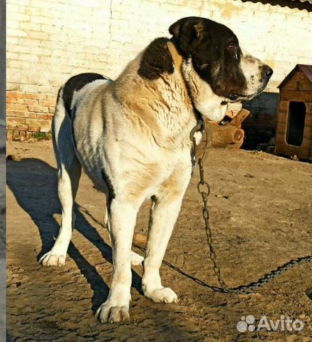 Среднеазиатская овчарка вязка