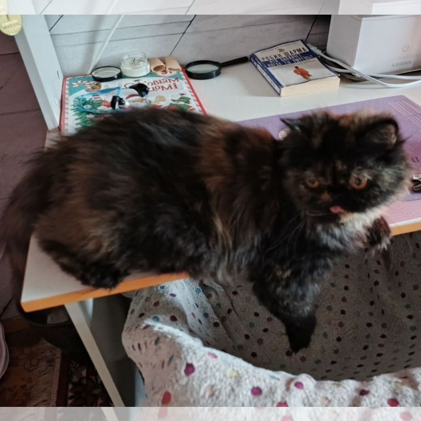 Персидская кошка