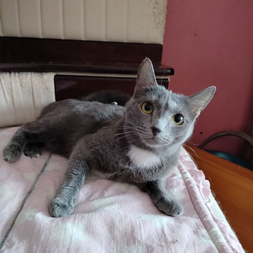 Кошечка в добрые руки