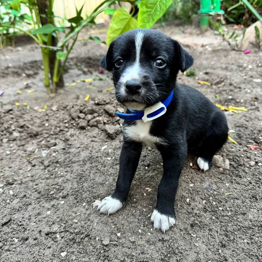 Шенки в добрые руки (Курцхаар/Хаски)