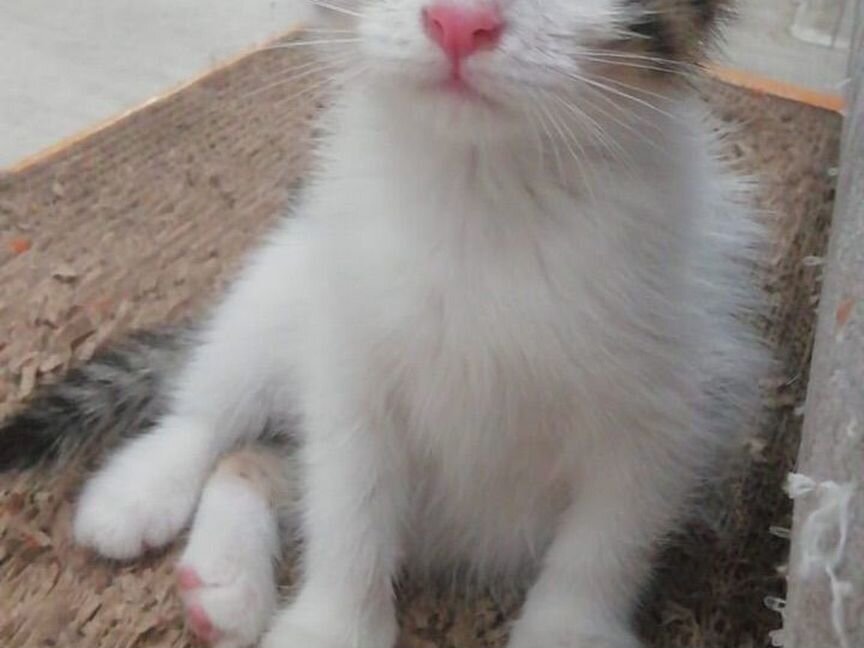 Котенок девочка