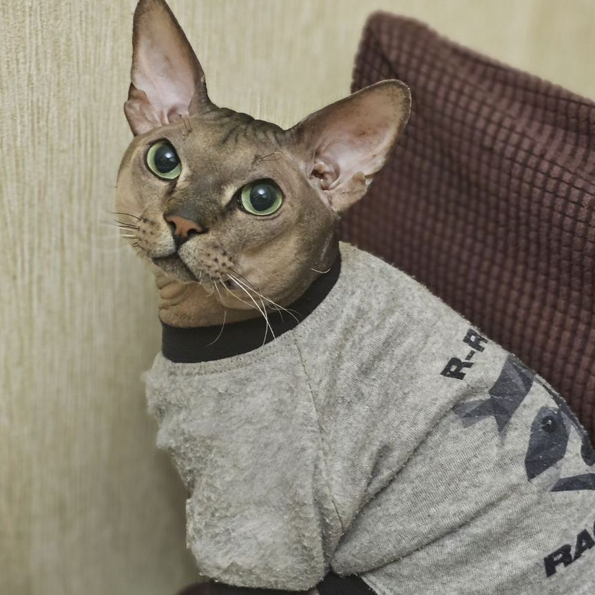 Канадский сфинкс, взрослый кот