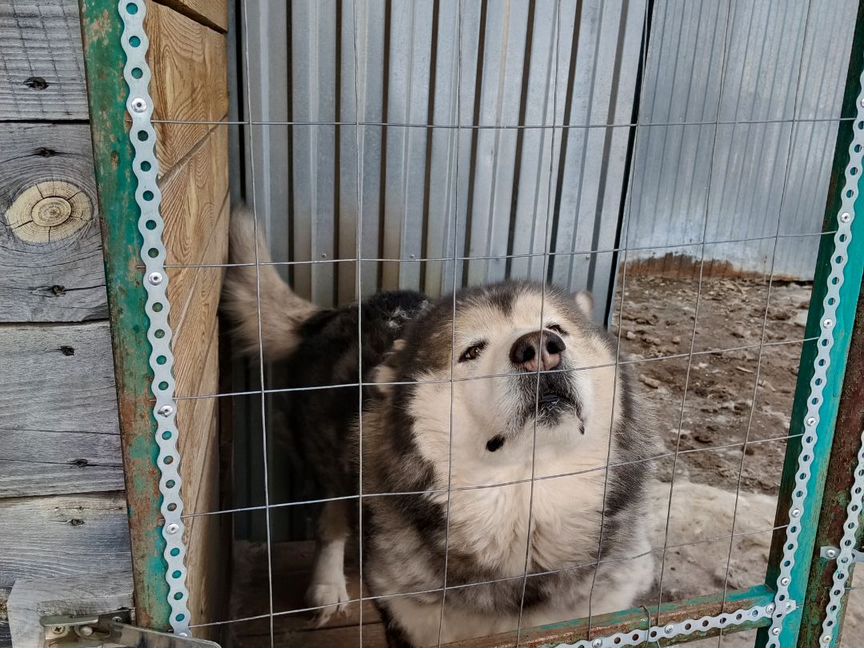 Аляскинский маламут