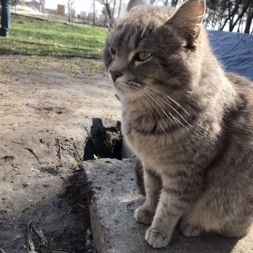 Котик