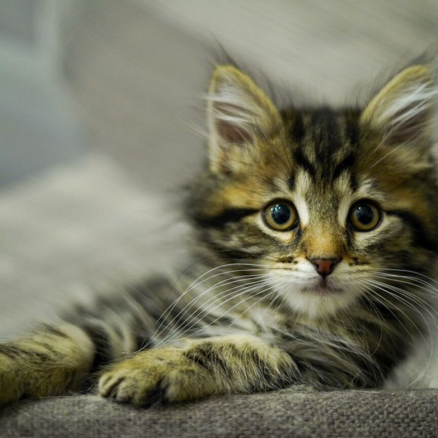 Котенок Маффин