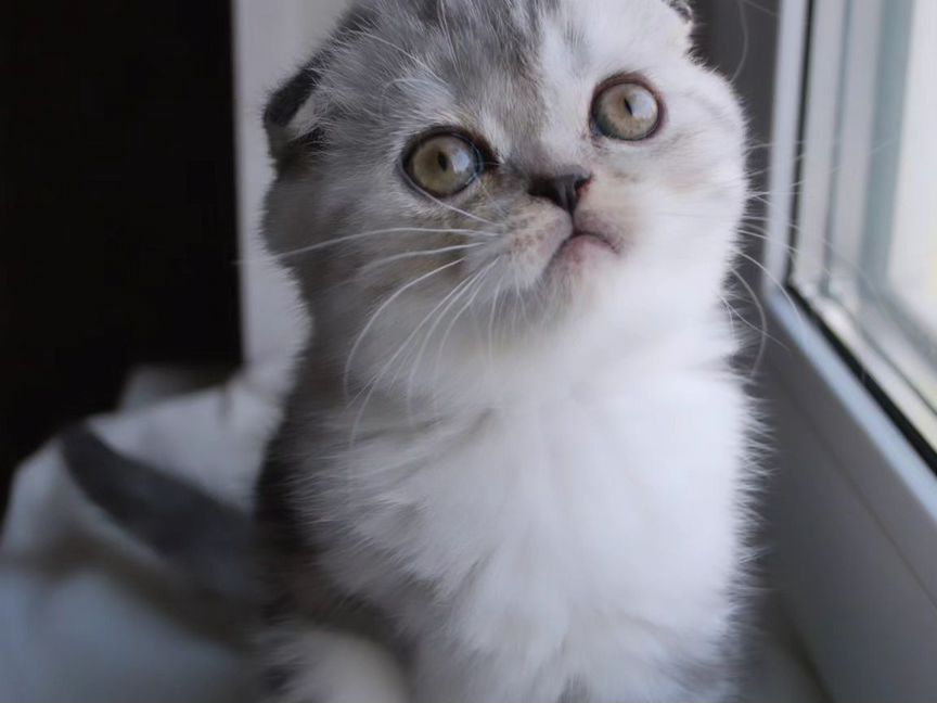 Шотландские вислоухие котята