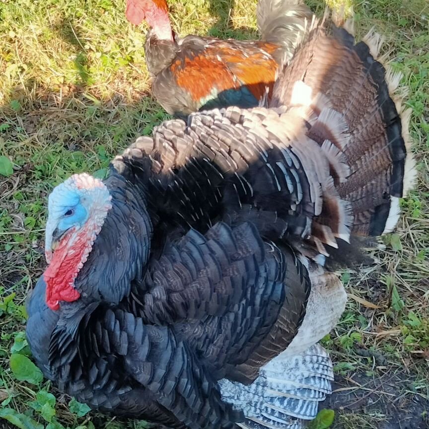 Индюки на племя