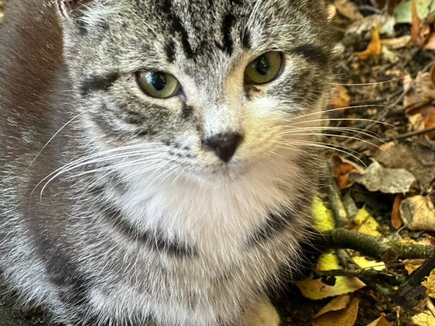 Ищем дом бездомным котятам