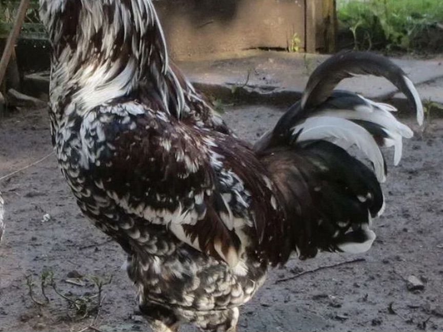 Петухи на развод