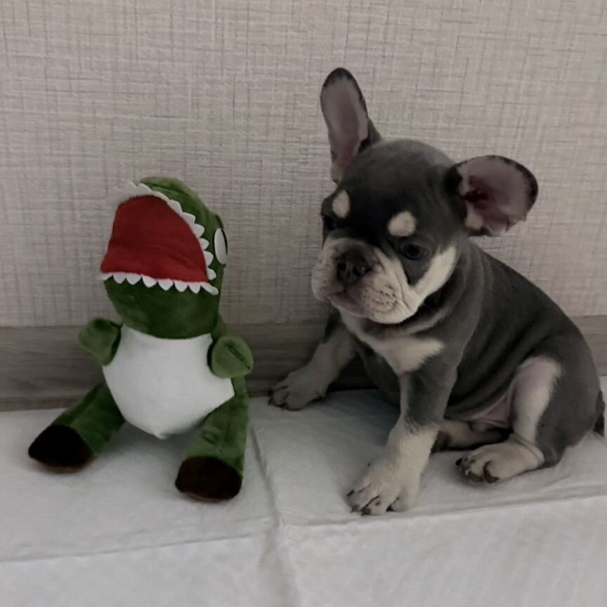 Французский бульдог, щенок