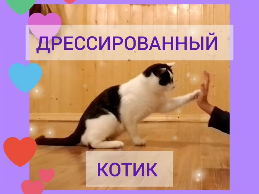 Дрессированный котик