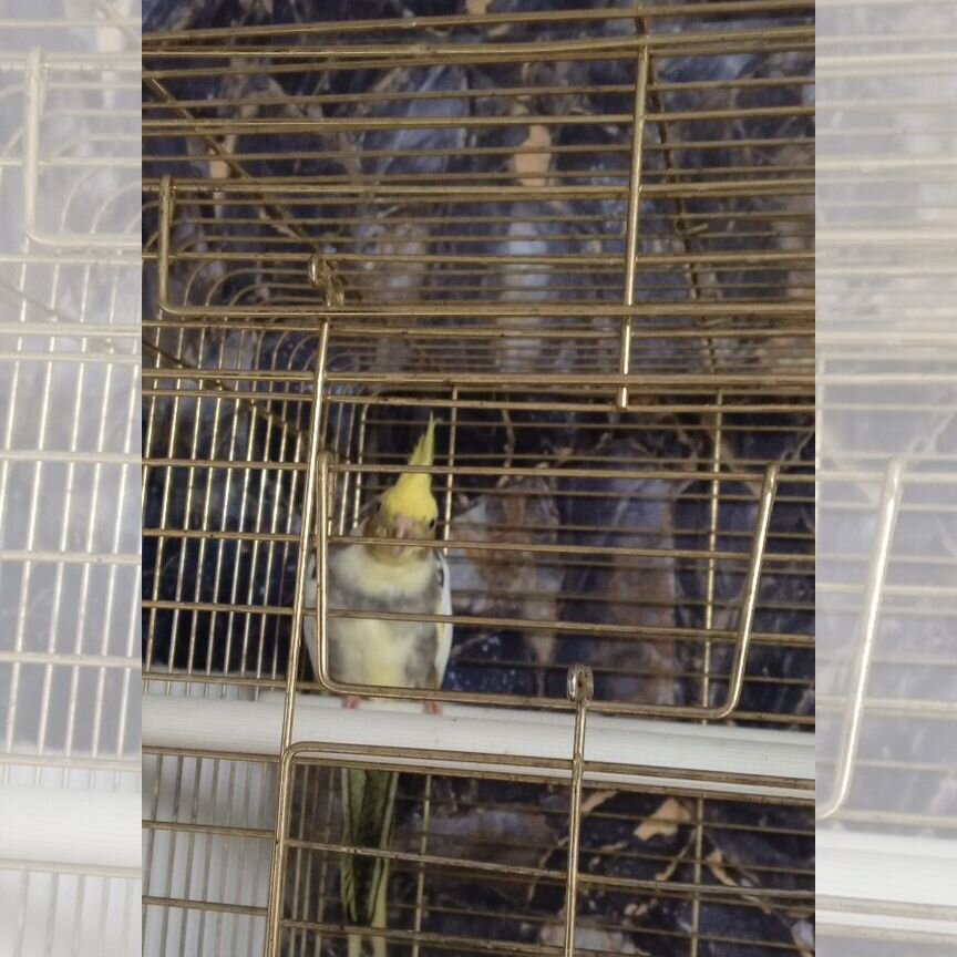 Попугай Корелла с клеткой