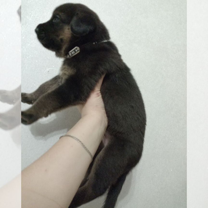 Ротвейлер, щенок