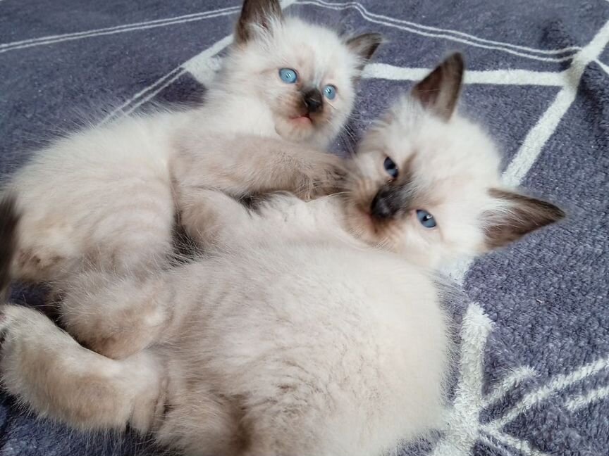 Котята