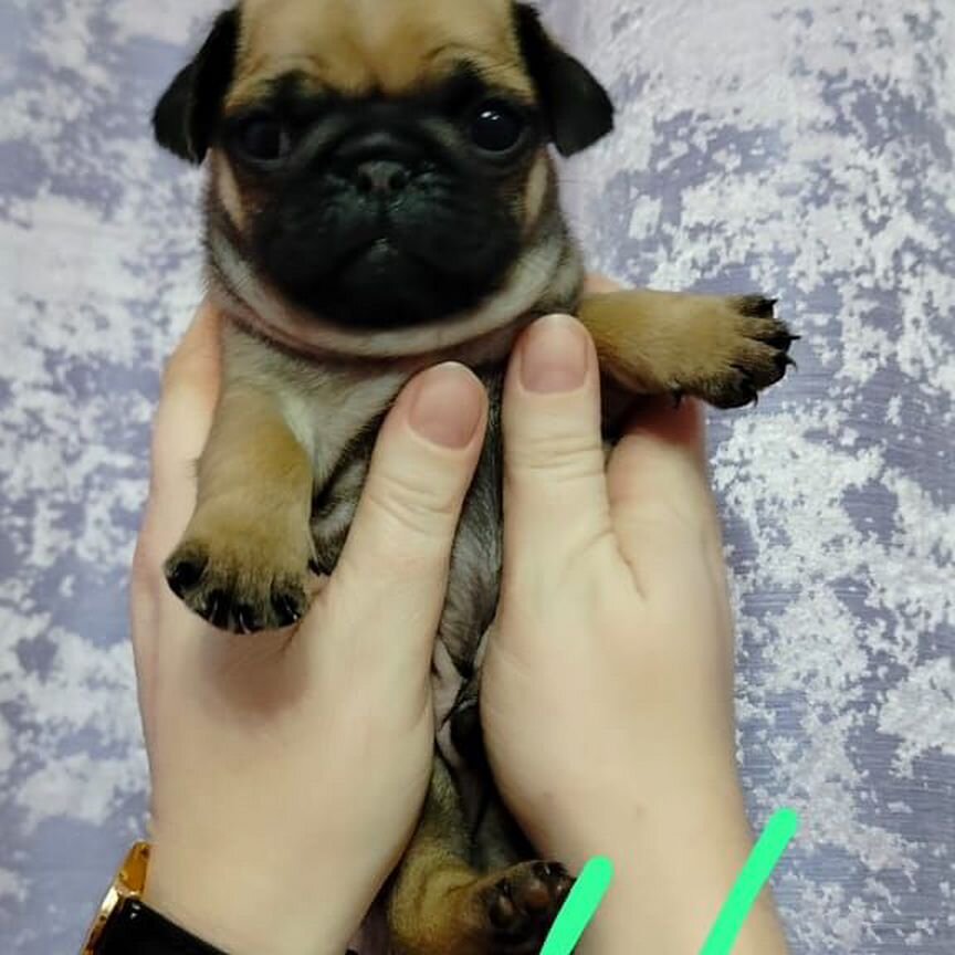 Мопс