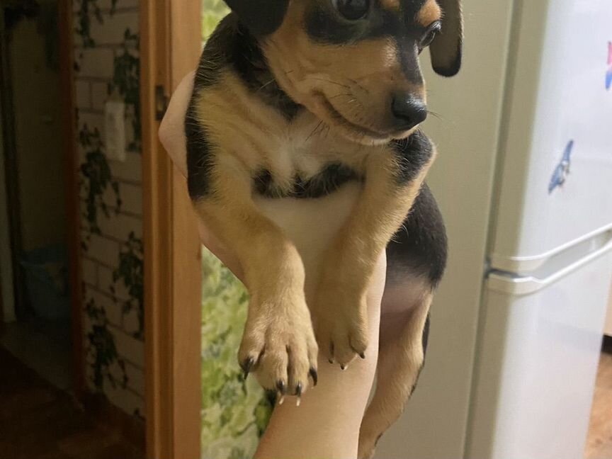 Той-терьер щенки