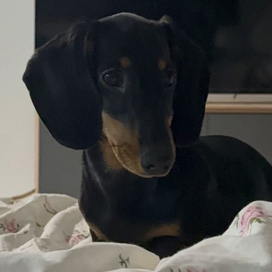 Такса, щенок