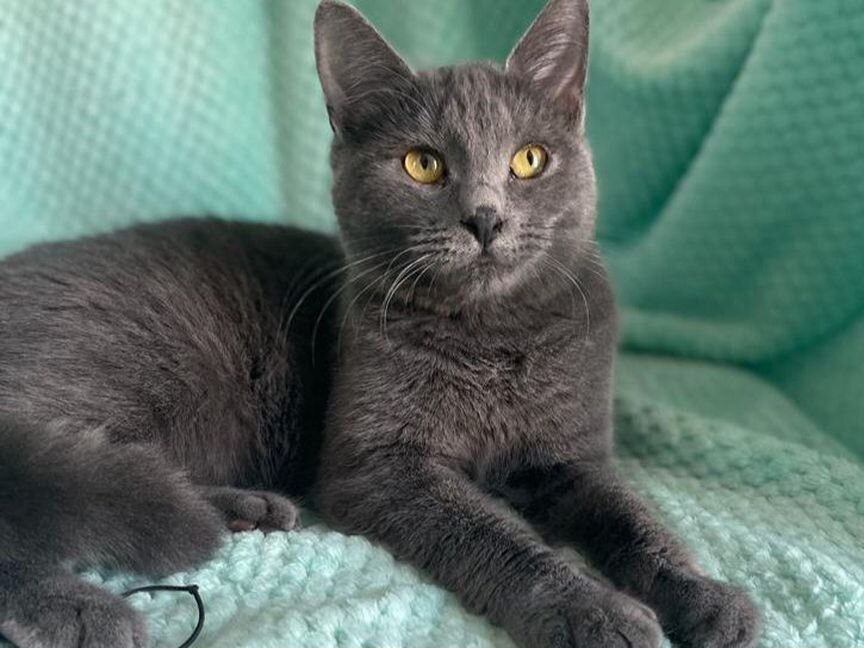 Котенок девочка в добрые руки